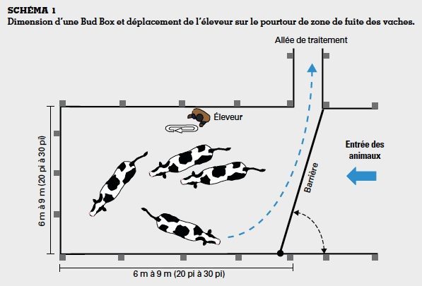 Une « Bud Box » pour bovins laitiers - Le Bulletin des agriculteurs