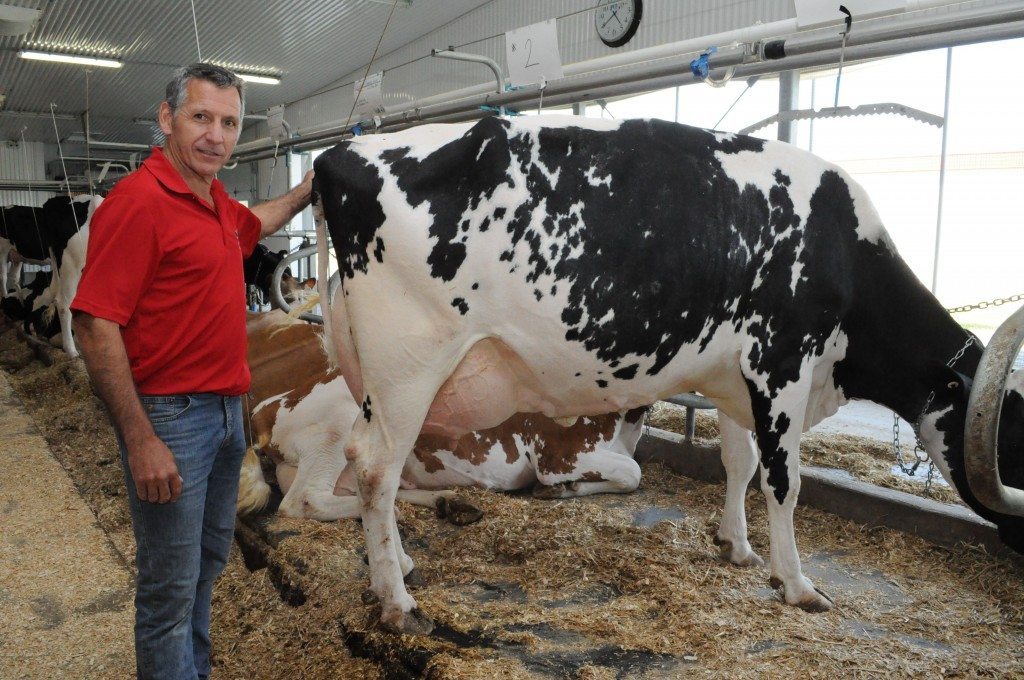 Les secrets d'une vache Excellente - Le Bulletin des agriculteurs