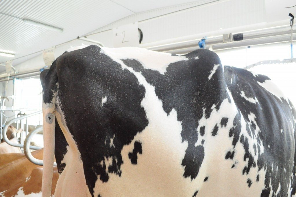 Les secrets d'une vache Excellente - Le Bulletin des agriculteurs