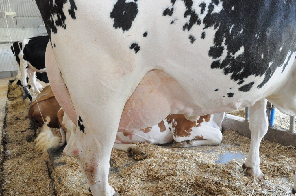 Les secrets d'une vache Excellente - Le Bulletin des agriculteurs