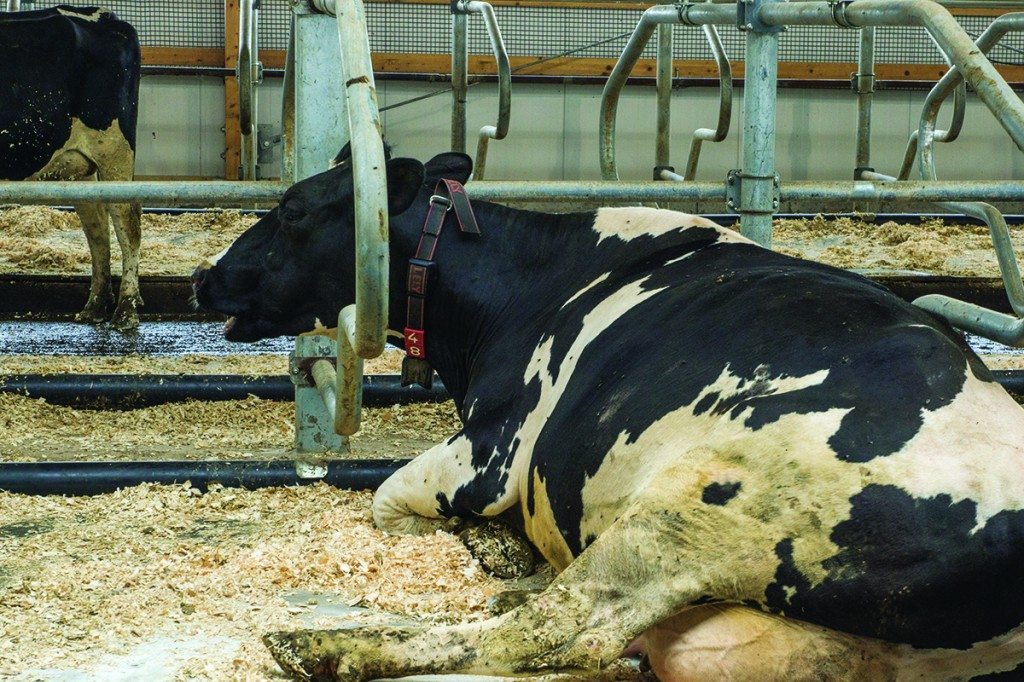 La rumination, un bon indicateur de la santé des vaches | Le Bulletin ...