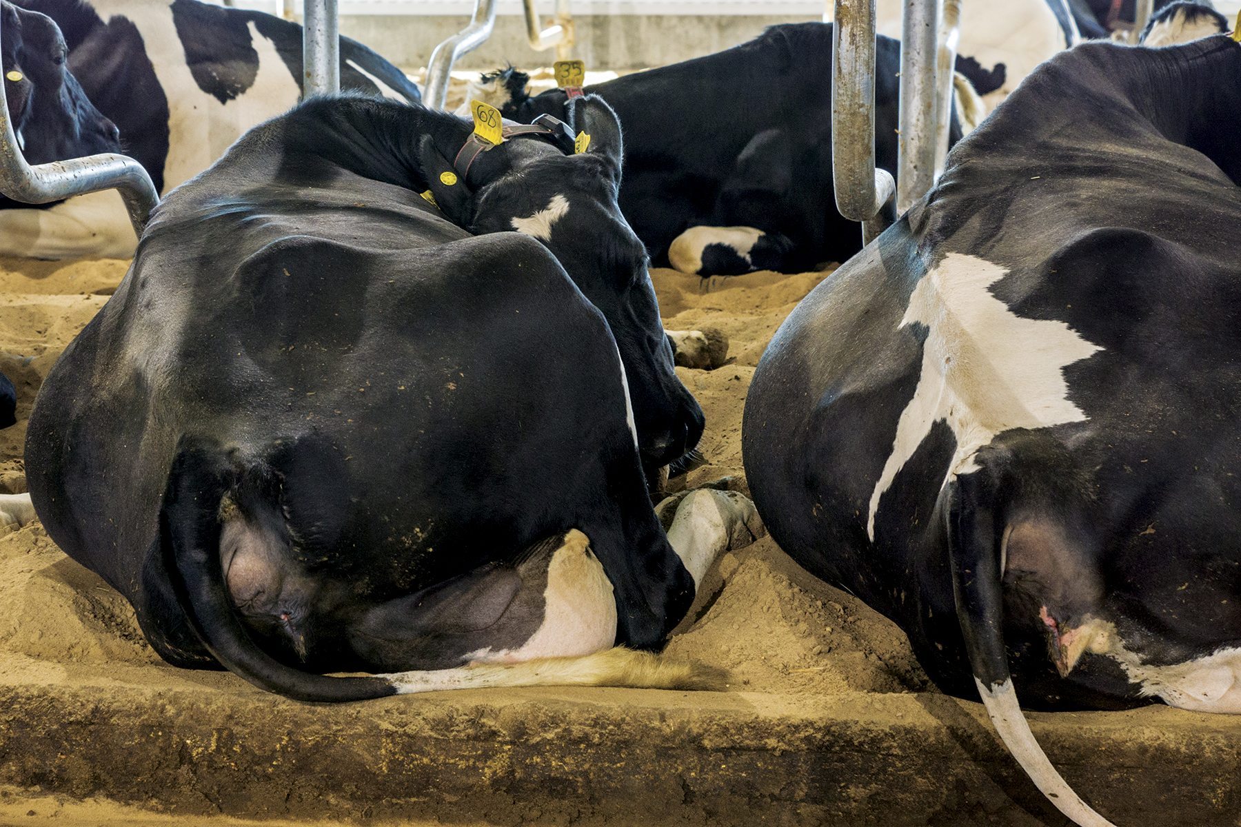 Klebsiella, une mammite redoutable - Le Bulletin des agriculteurs