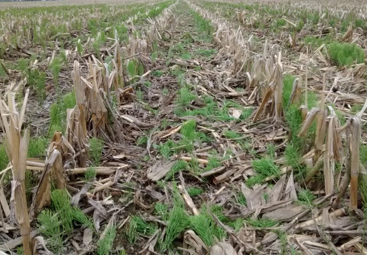 Maîtriser l’art du semis direct - Le Bulletin des agriculteurs