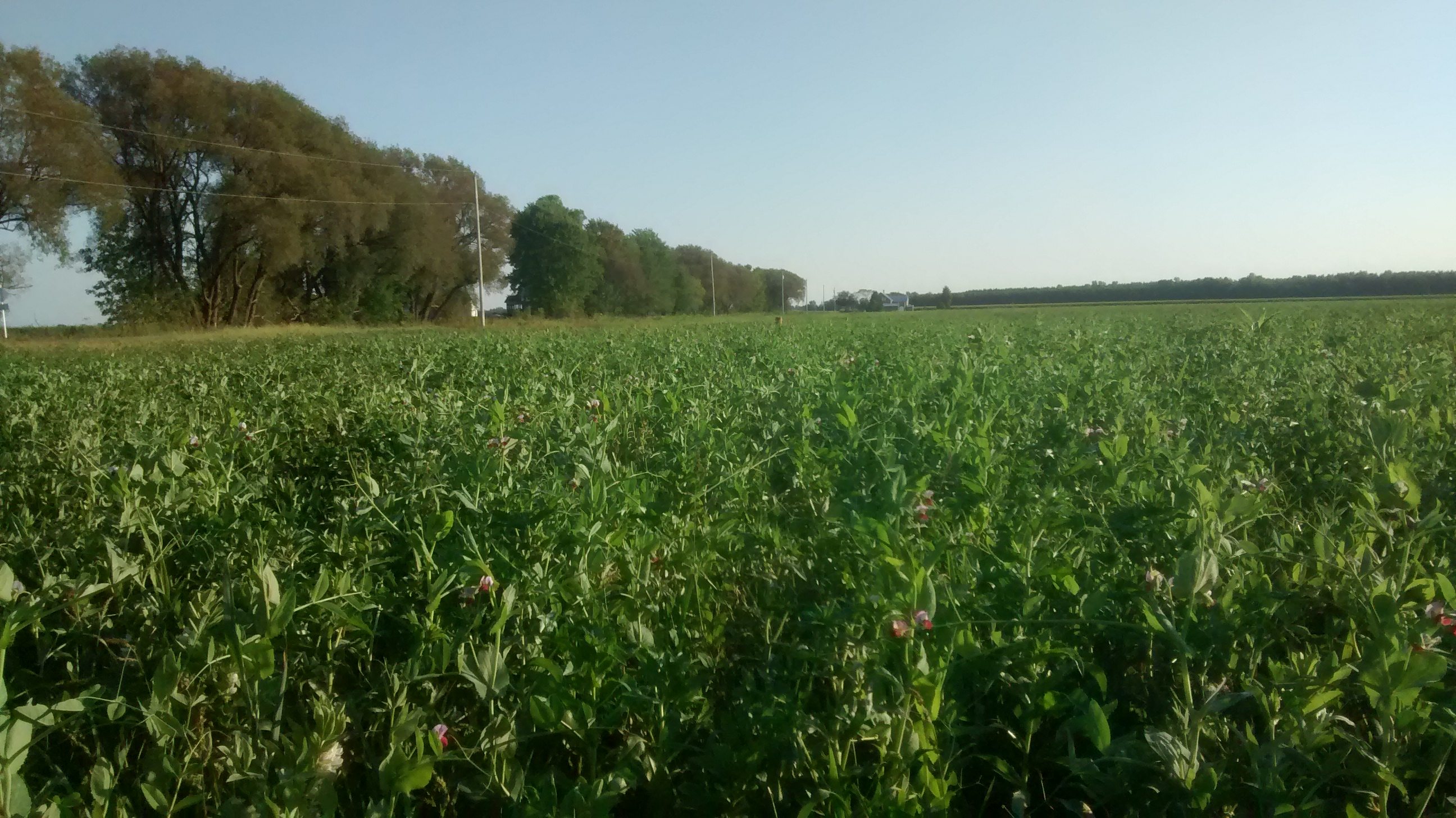 Comment votre choix de cultures de couverture peut influencer les microorganismes du sol en ...