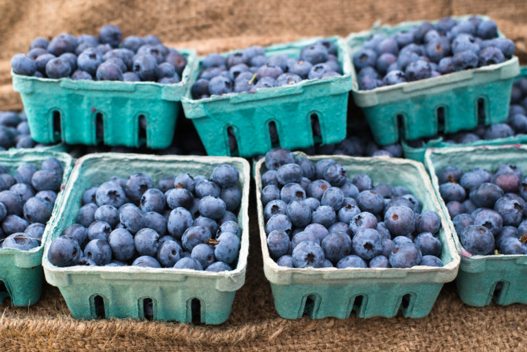 Un espoir pour le prix des bleuets sauvages - Le Bulletin des agriculteurs