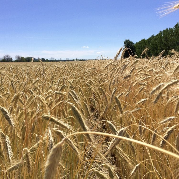 Un meilleur rendement avec le seigle hybride - Le Bulletin des agriculteurs