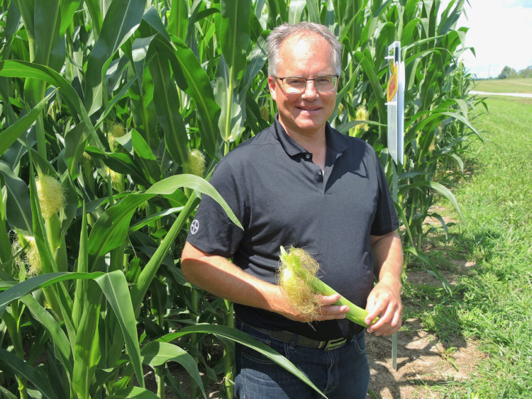 La fécondation et la pollinisation du maïs expliquée - Le Bulletin des ...