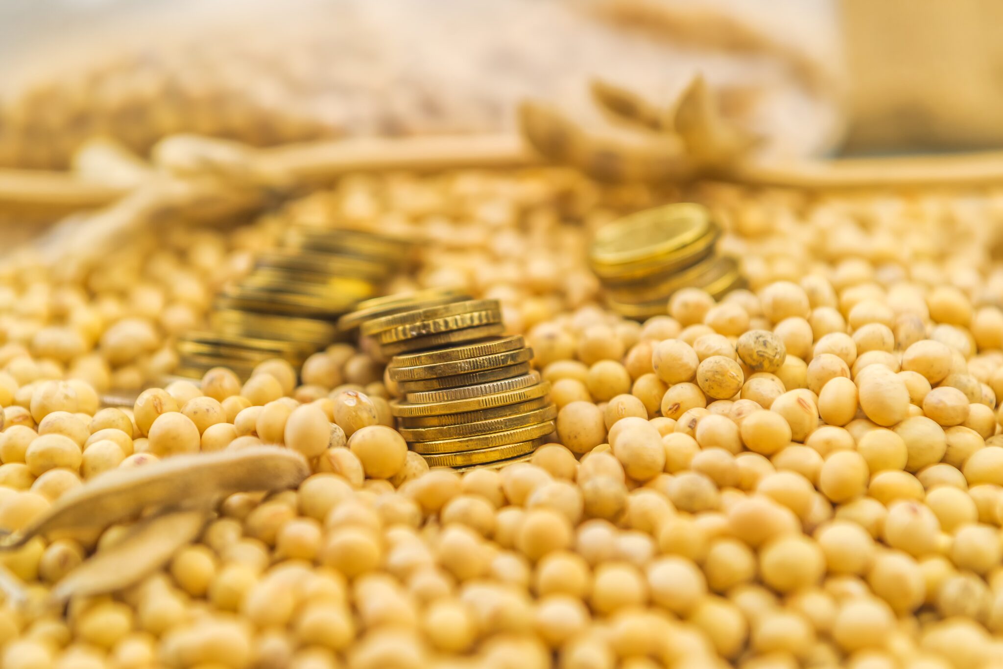 March Des Grains Le Soya Un Sommet En Sept Mois Le Bulletin Des march-des-grains-le-soya-un-sommet-en-sept-mois-le-bulletin-des
