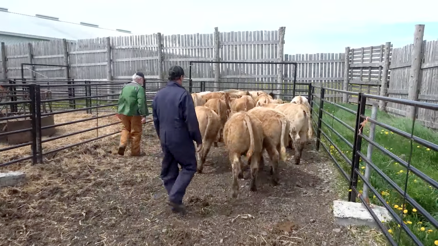 Savez-vous comment utiliser un corral de type Bud box? - Le Bulletin ...