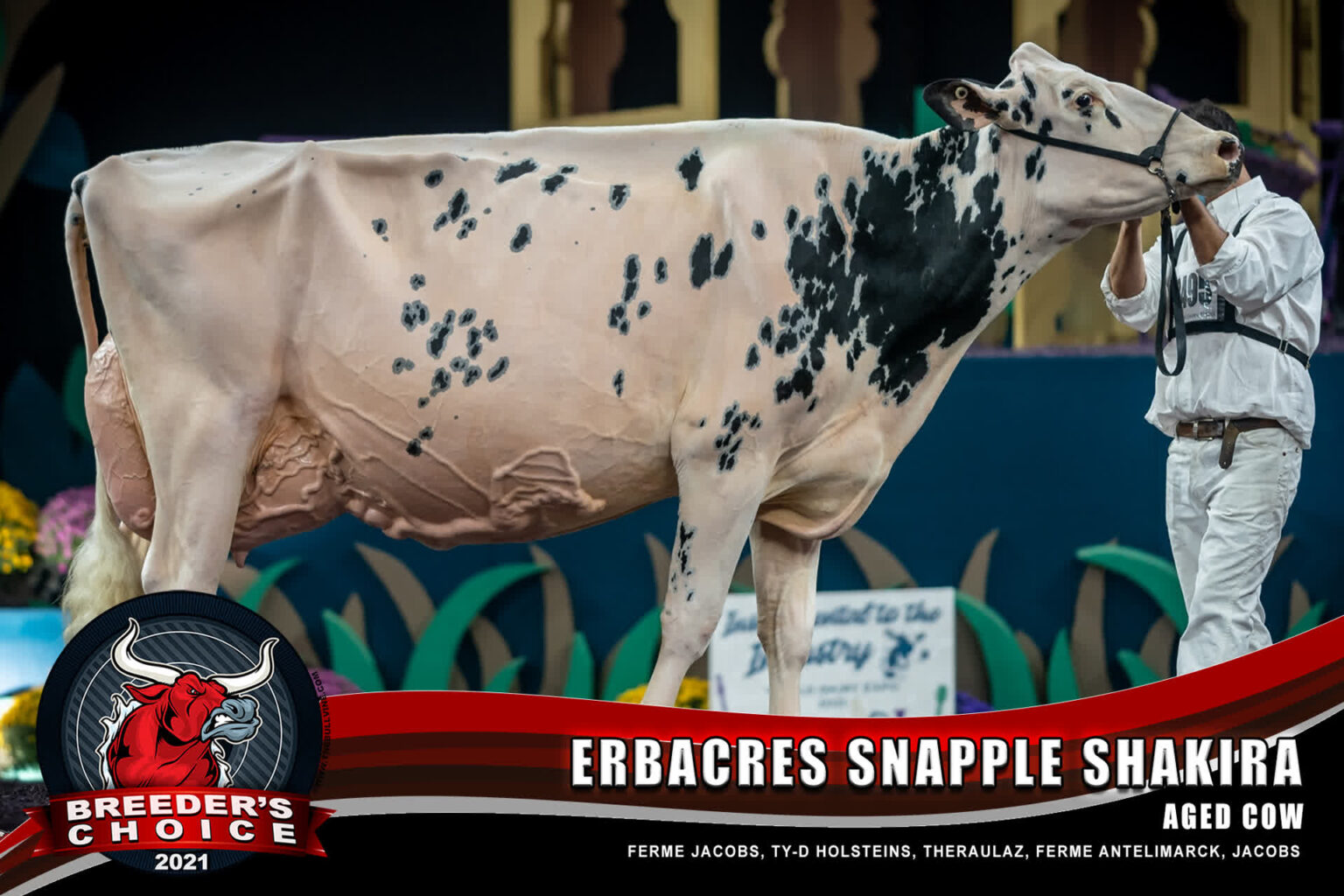 Shakira est élue la vache adulte préférée des éleveurs - Le Bulletin ...