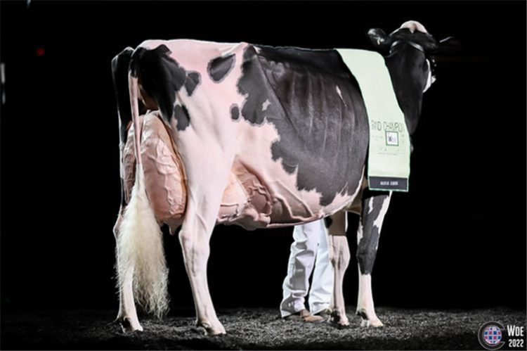 Une vache Holstein sacrée championne au World Dairy Expo - Le Bulletin ...