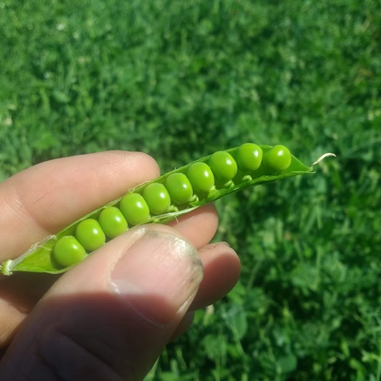 La recette Caplette dévoilée - Le Bulletin des agriculteurs