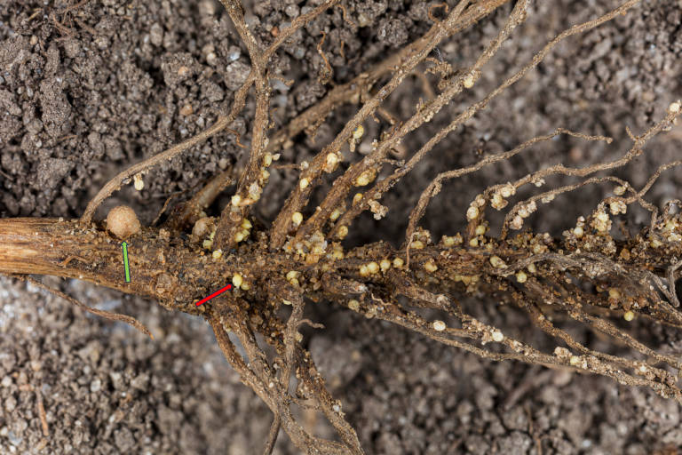 Un premier cas de nématode à kyste du soya - Le Bulletin des agriculteurs