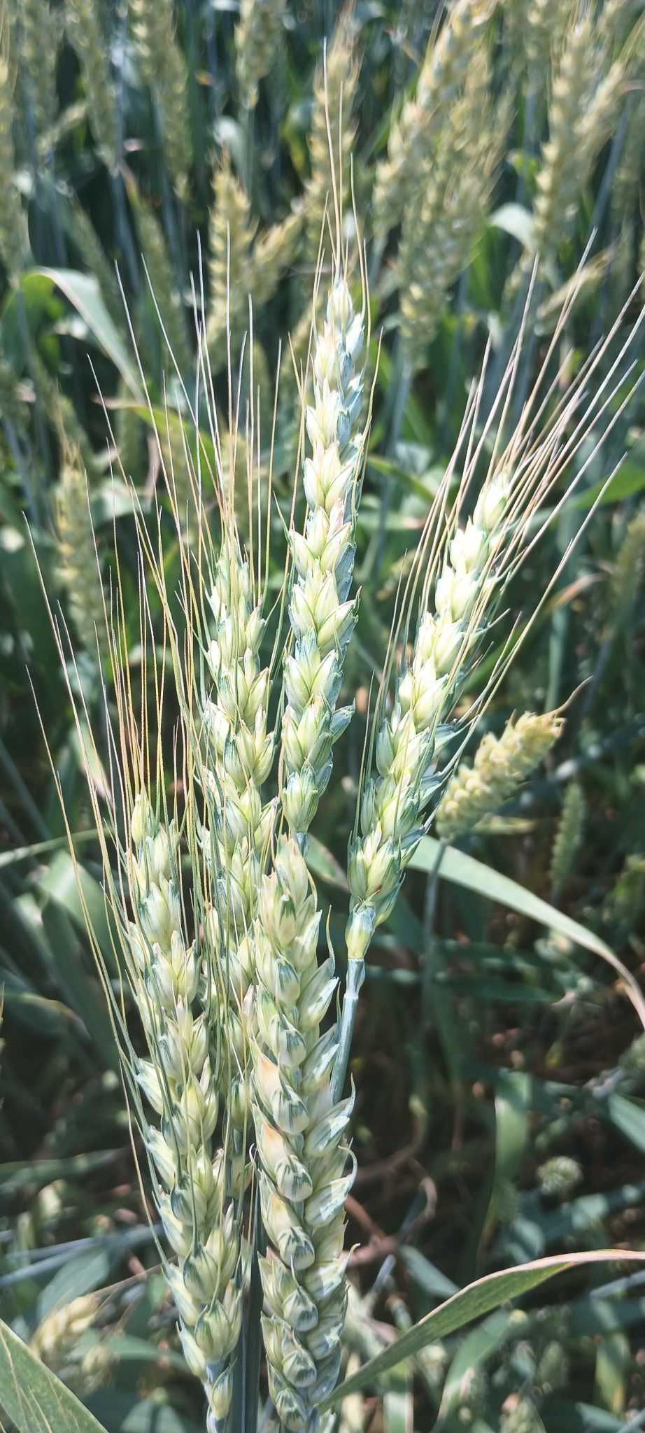 Quand les goglus « rockent » - Le Bulletin des agriculteurs